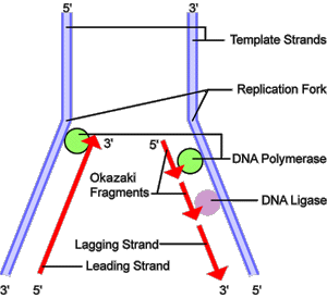 DNA | Brilliant Math & Science Wiki