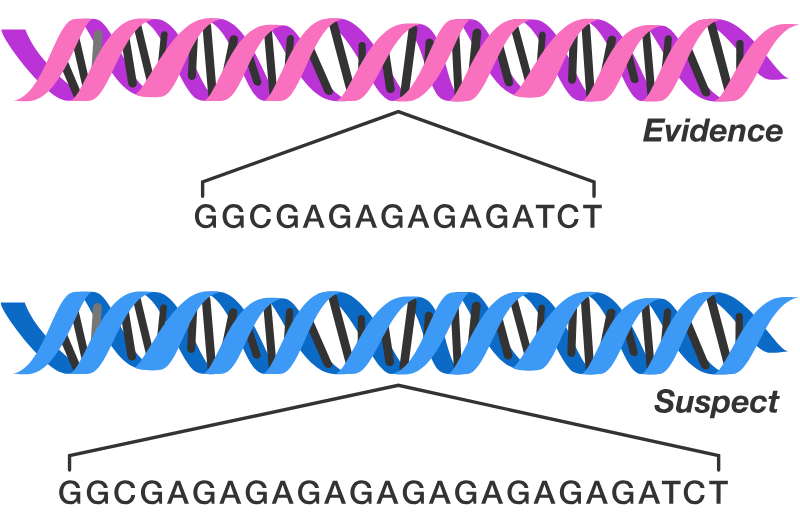 DNA Fingerprints Practice Problems Online | Brilliant