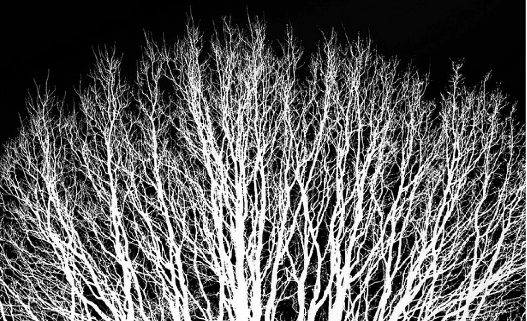 Fractals | Brilliant Math & Science Wiki