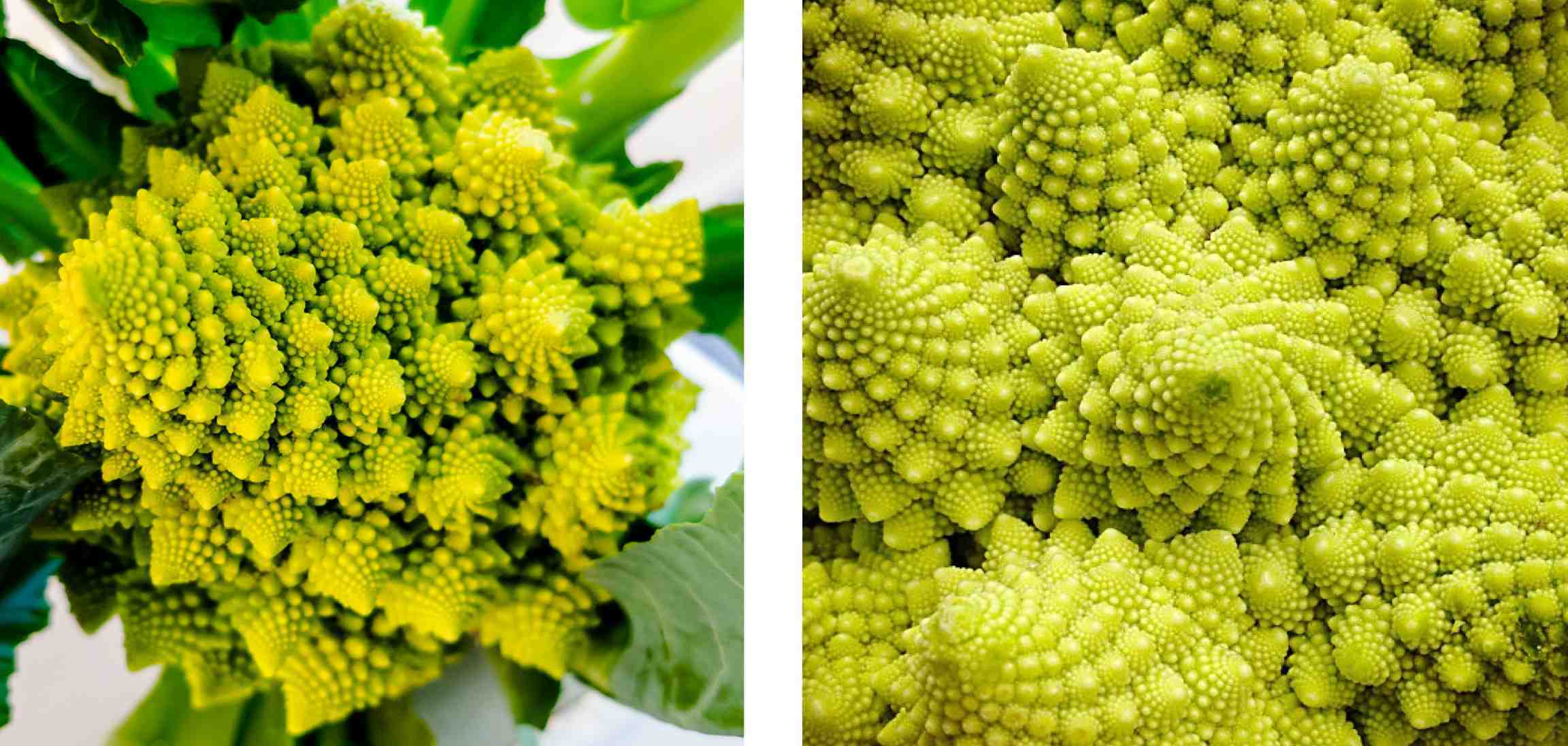 Fractals | Brilliant Math & Science Wiki