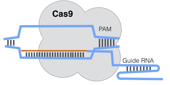 CRISPR | Brilliant Math & Science Wiki