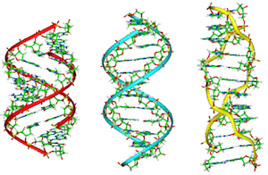 DNA | Brilliant Math & Science Wiki