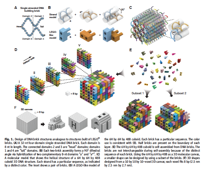 DNA Bricks | Brilliant Math & Science Wiki