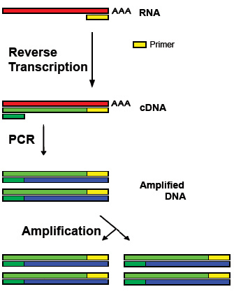 Reverse Transcription | Brilliant Math & Science Wiki