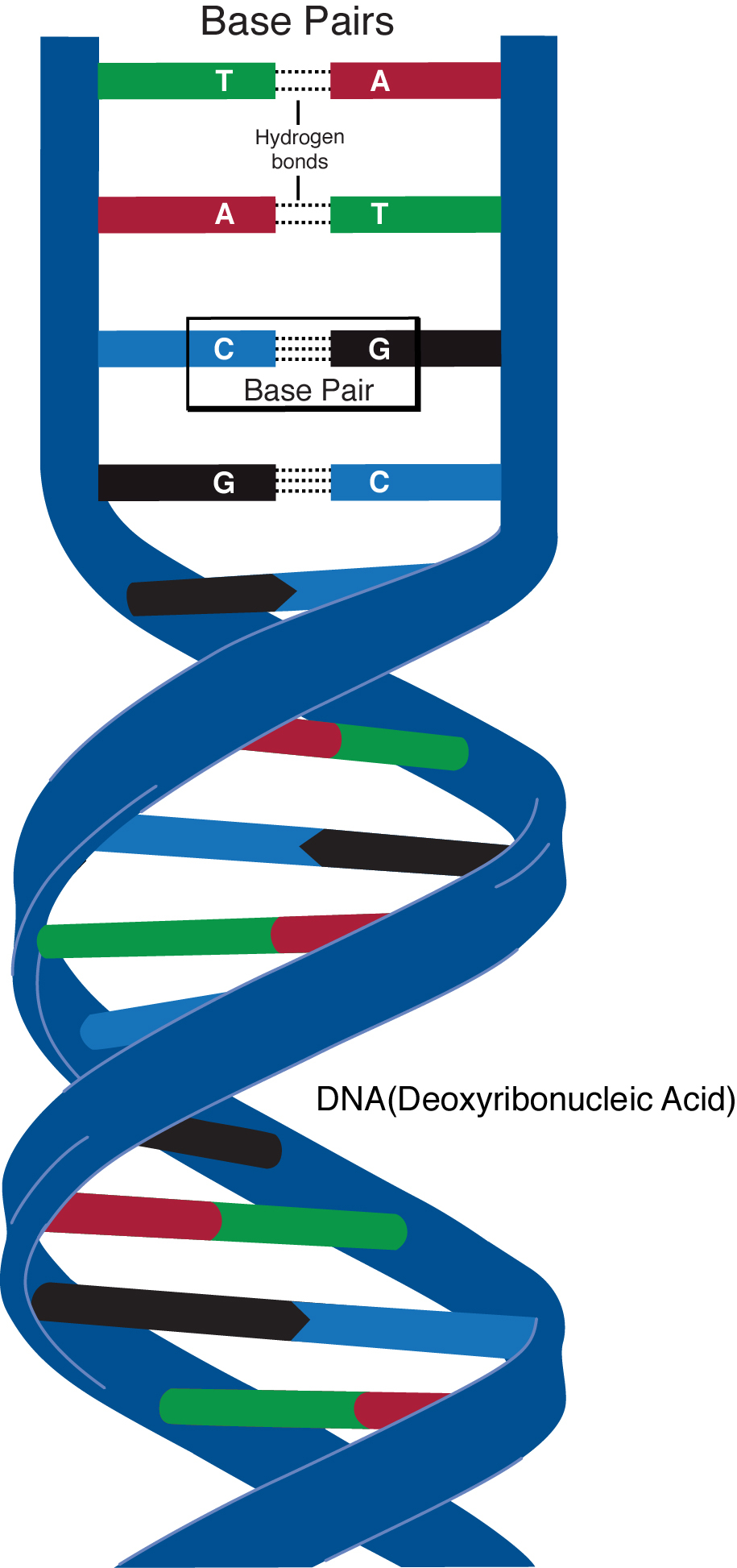 DNA | Brilliant Math & Science Wiki